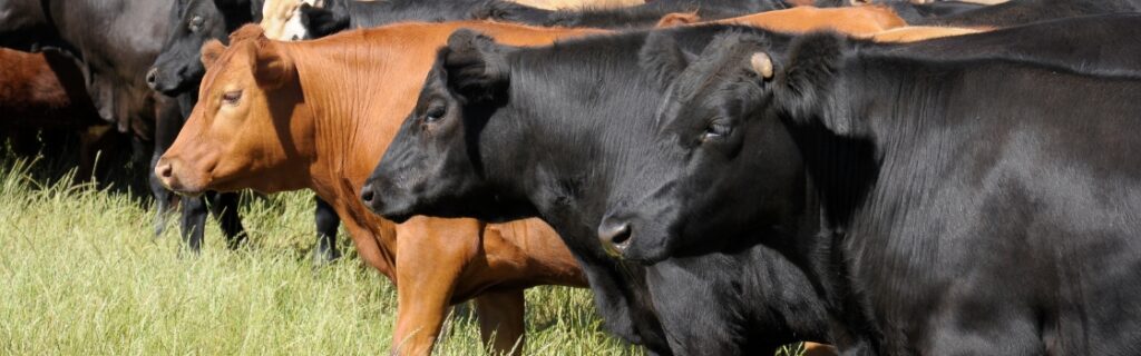 High Protein Cattle Feed - Hanseatic Agri