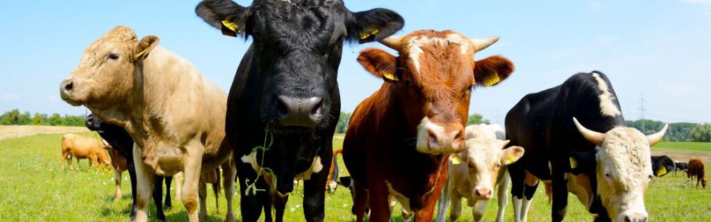 What Do Cows Eat - Hanseatic Agri