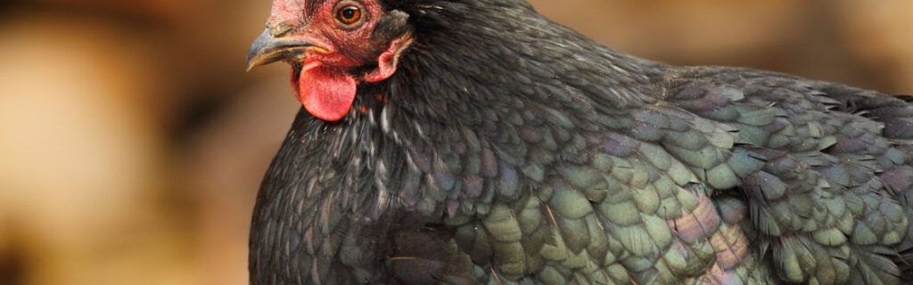 Poultry Fat Raw Material - Hanseatic Agri