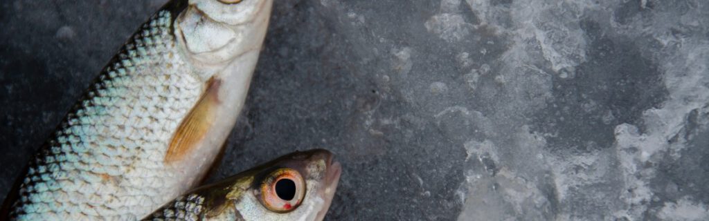 Fish Meal Raw Material - Hanseatic Agri