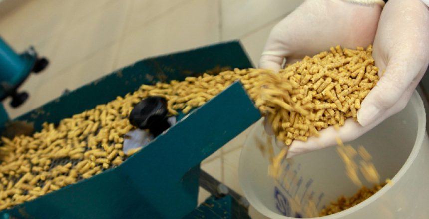 Alternative Protein Sources for Animal Feed - Hanseatic Agri