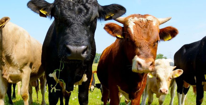 What Do Cows Eat - Hanseatic Agri